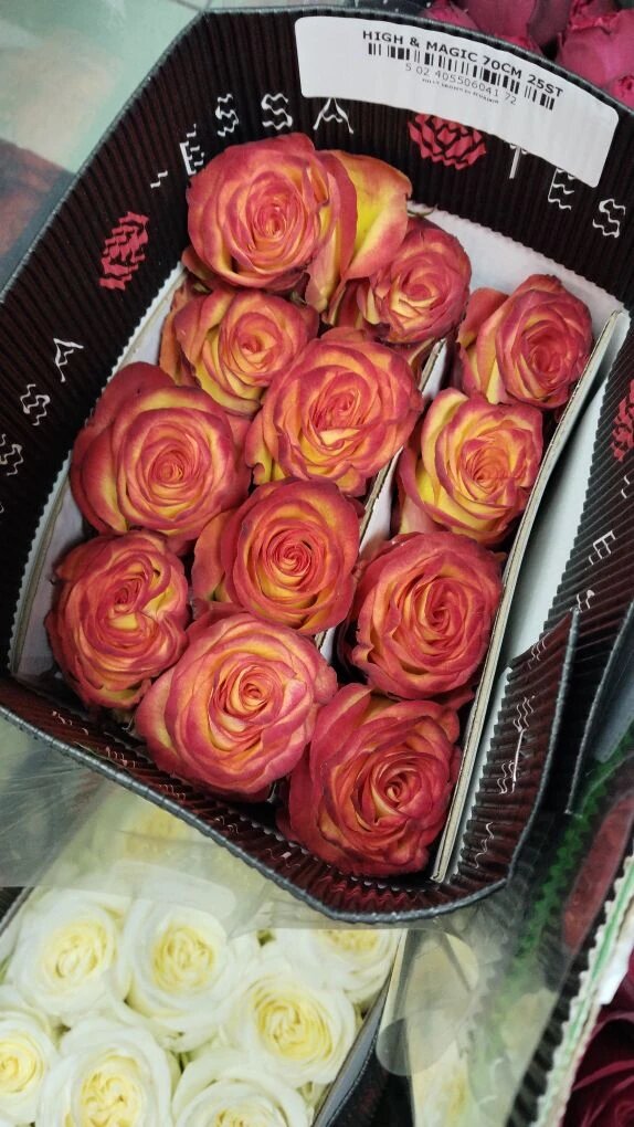 Букет из 15 роз High & Magic: Огненная магия Эквадора