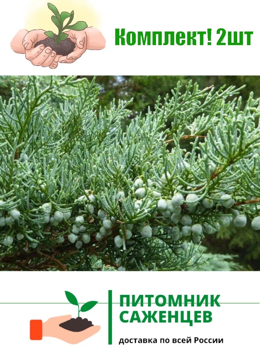 2шт Можжевельник Виргинский 20-40 см - для уютного сада