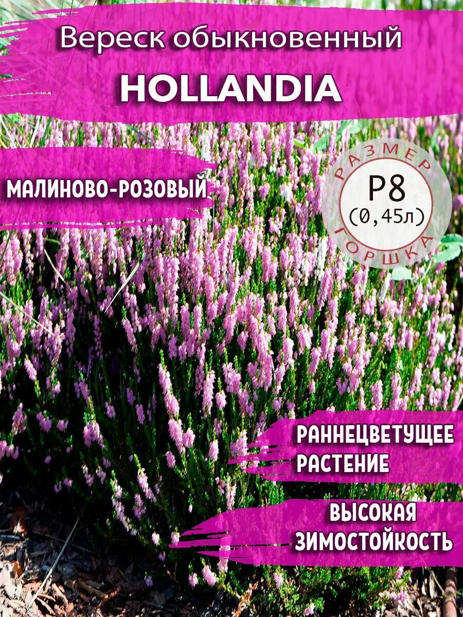 Вереск обыкновенный Hollandia