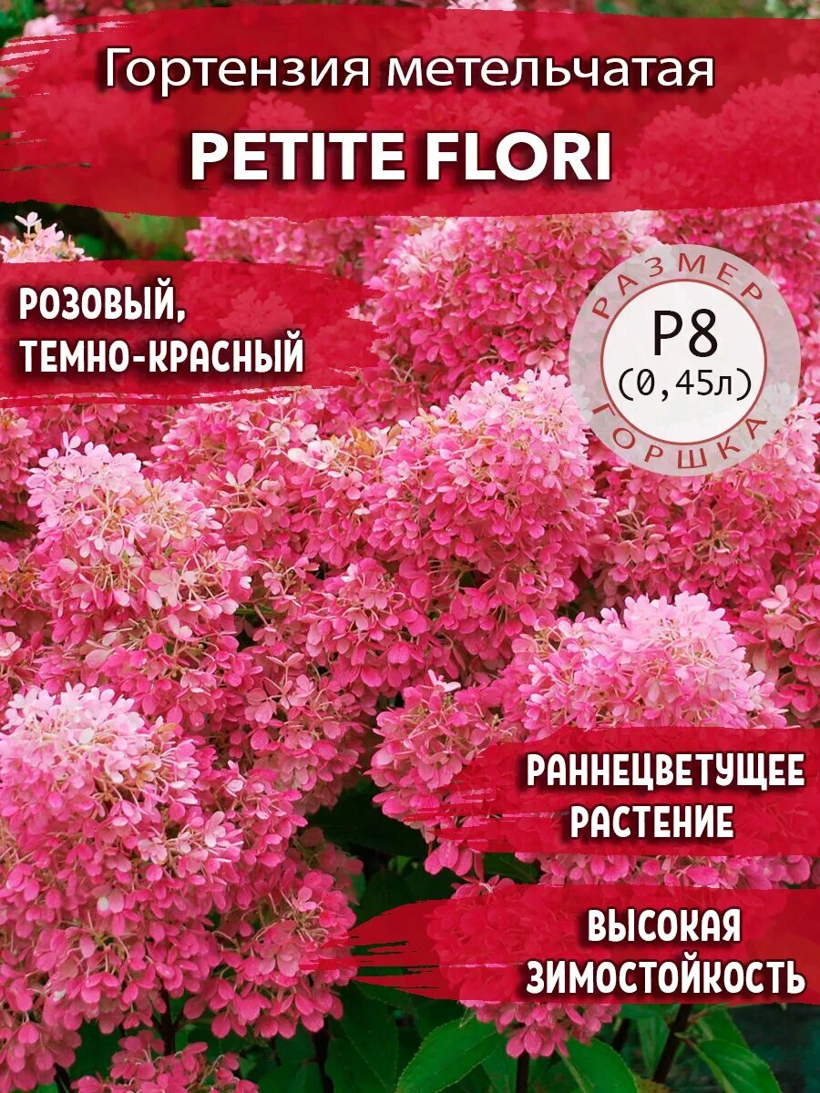 Гортензия Petite Flori Садовые Растения, многолетняя, розовые цветы