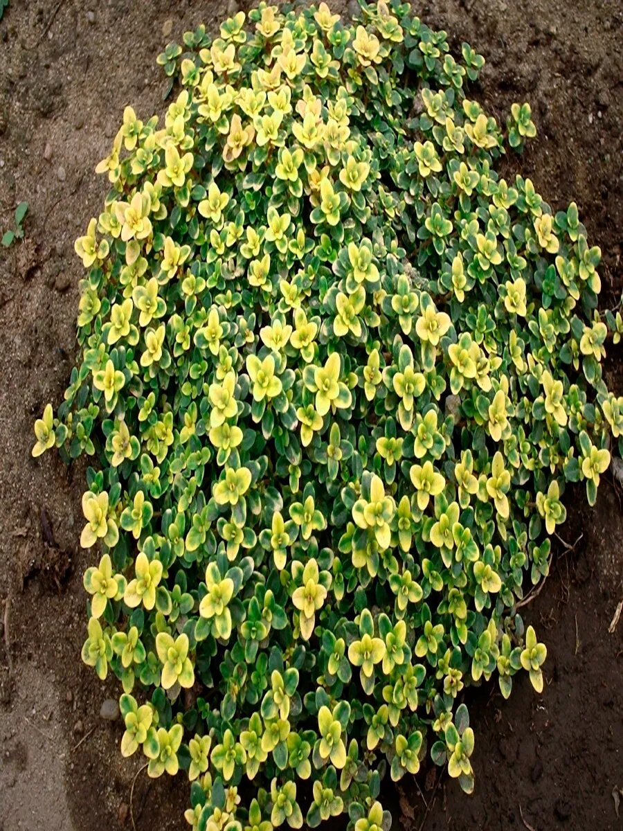 Тимьян лимоннопахнущий Doone Valley