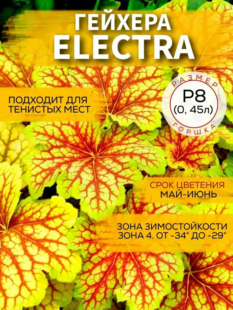 Гейхера Electra