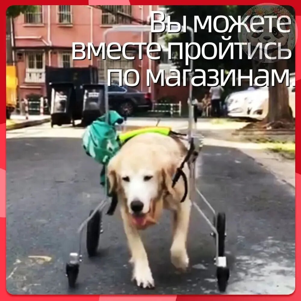 Инвалидная коляска для животных для собак крупного размера из эластана — фото 1