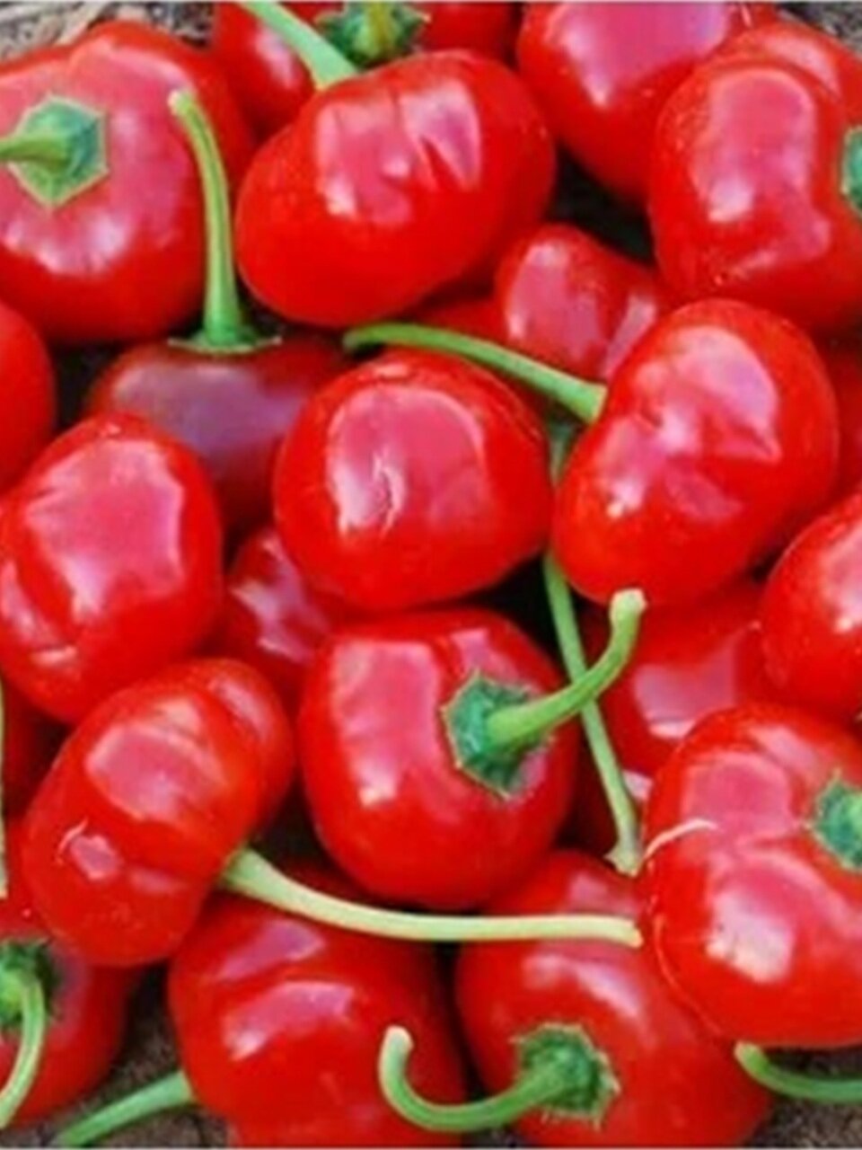 Семена Острый перец Aji Brazilian Pumpkin (Бразильская тыква), 10 семян
