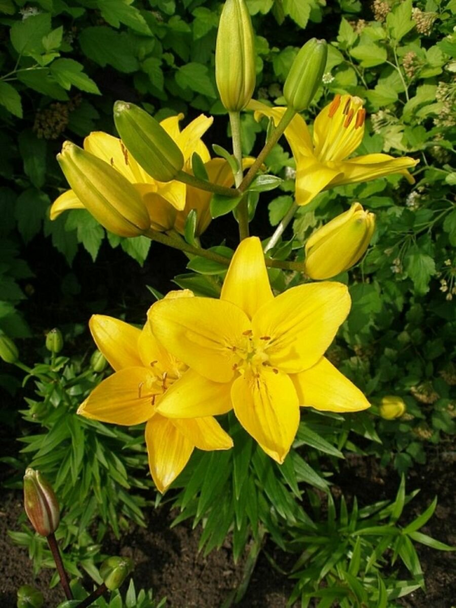 Лилия Holland Bulb Market (ЛА-гибрид) Голден Тайкун, многолетняя, жёлтые цветки 2 шт