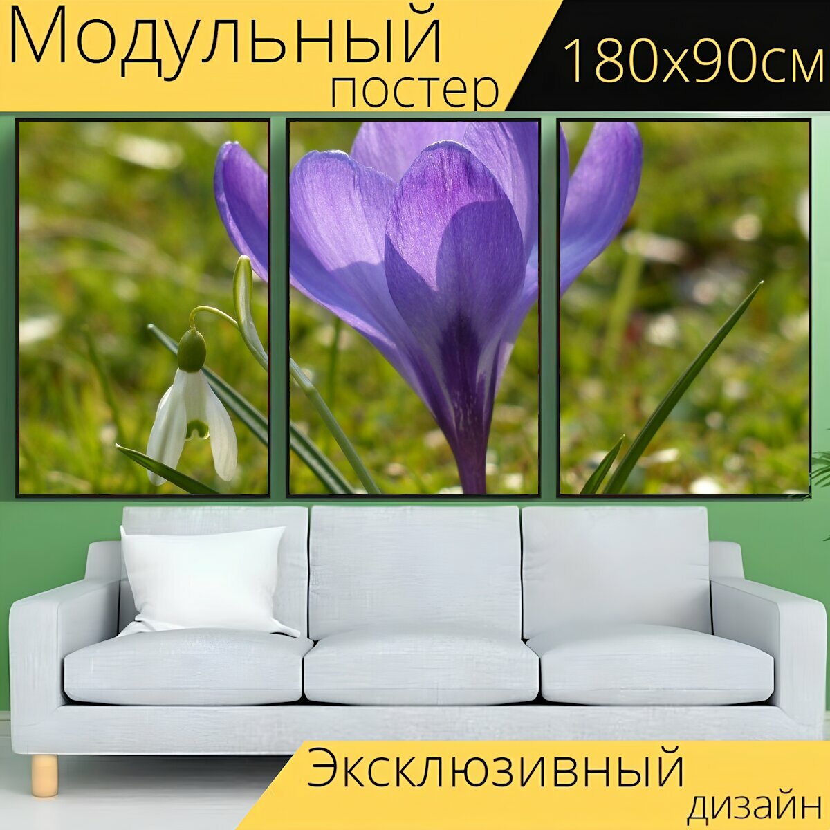 Модульный постер "Крокус, крокусы, фиолетовый" 180 x 90 см. для интерьера на стену в тубусе