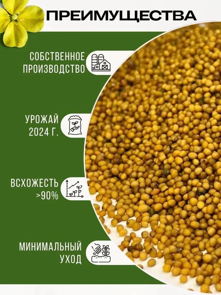 Горчица семена для посева / Сидерат — фото 1