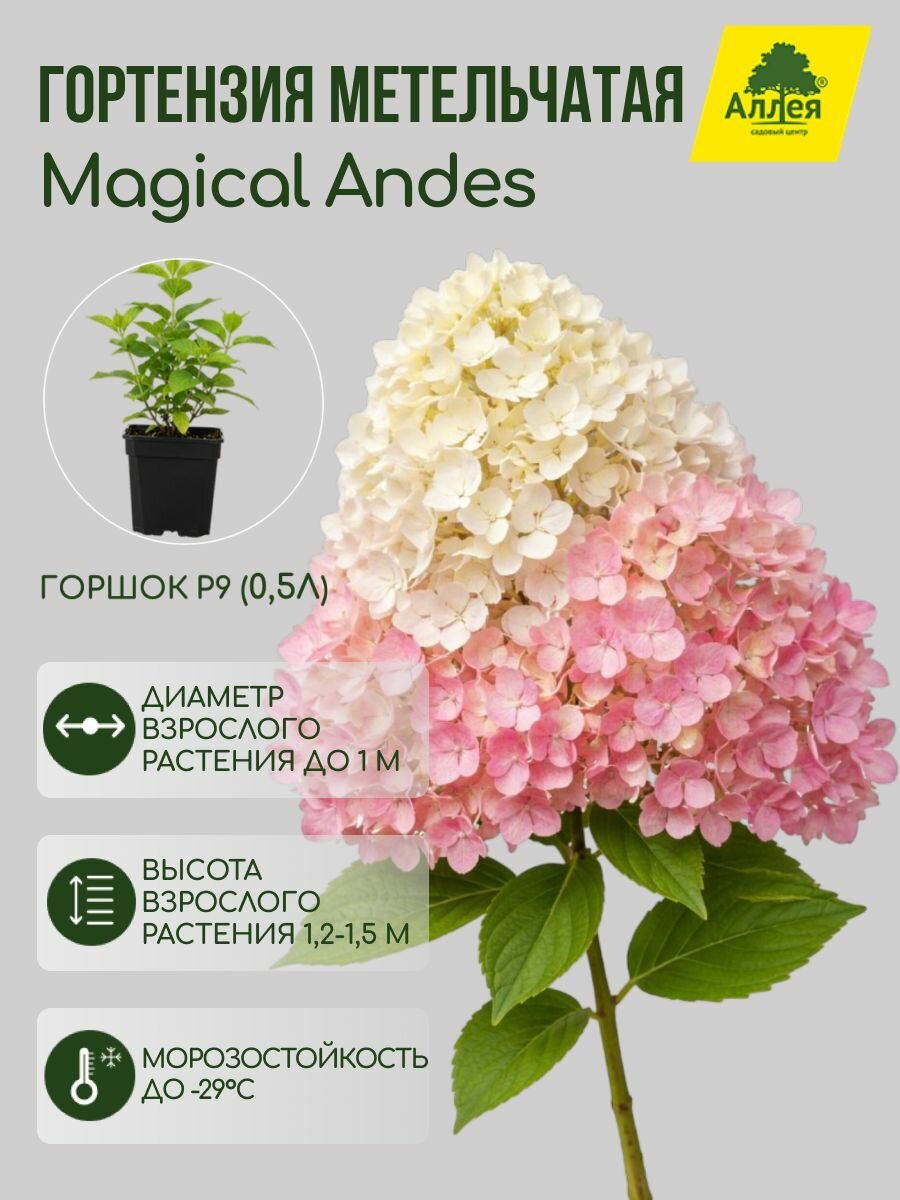 Гортензия метельчатая / Hydrangea paniculata Magical Andes