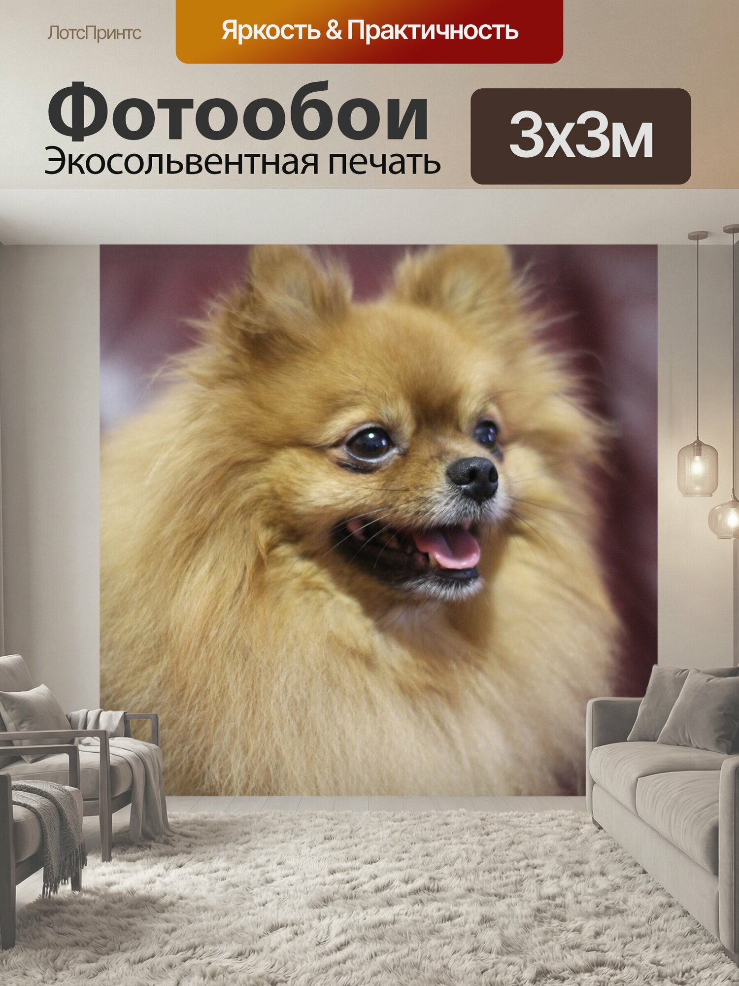 Фотообои "Собака, шпиц, милый" 300x300 см. экосольвентная печать