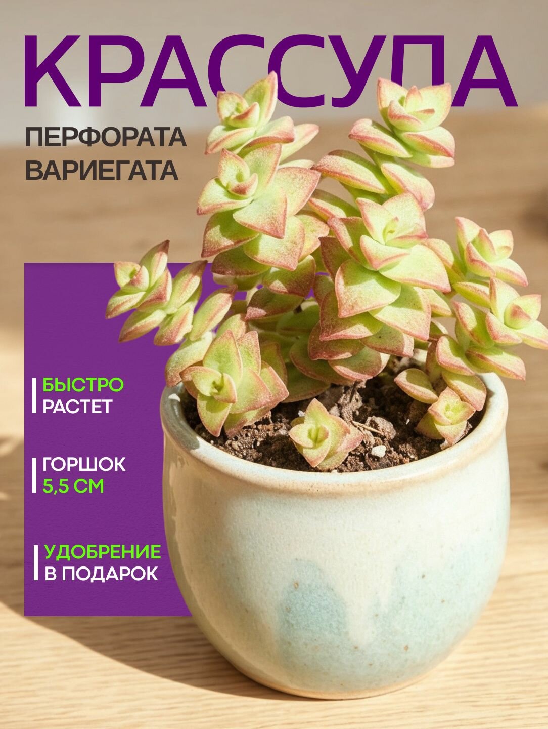 Крассула Перфората Вариегата комнатный цветок в горшке живой