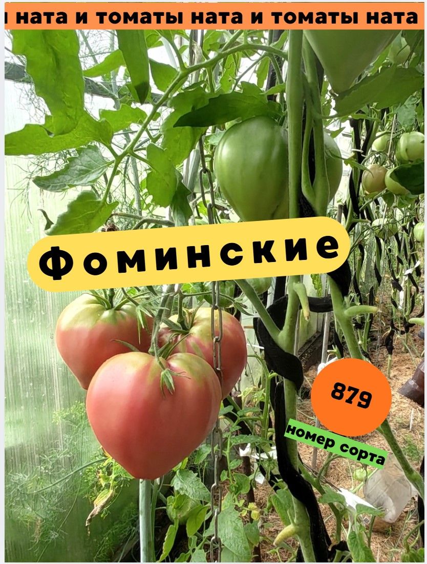 Коллекционные семена томата Фоминские. 10 шт