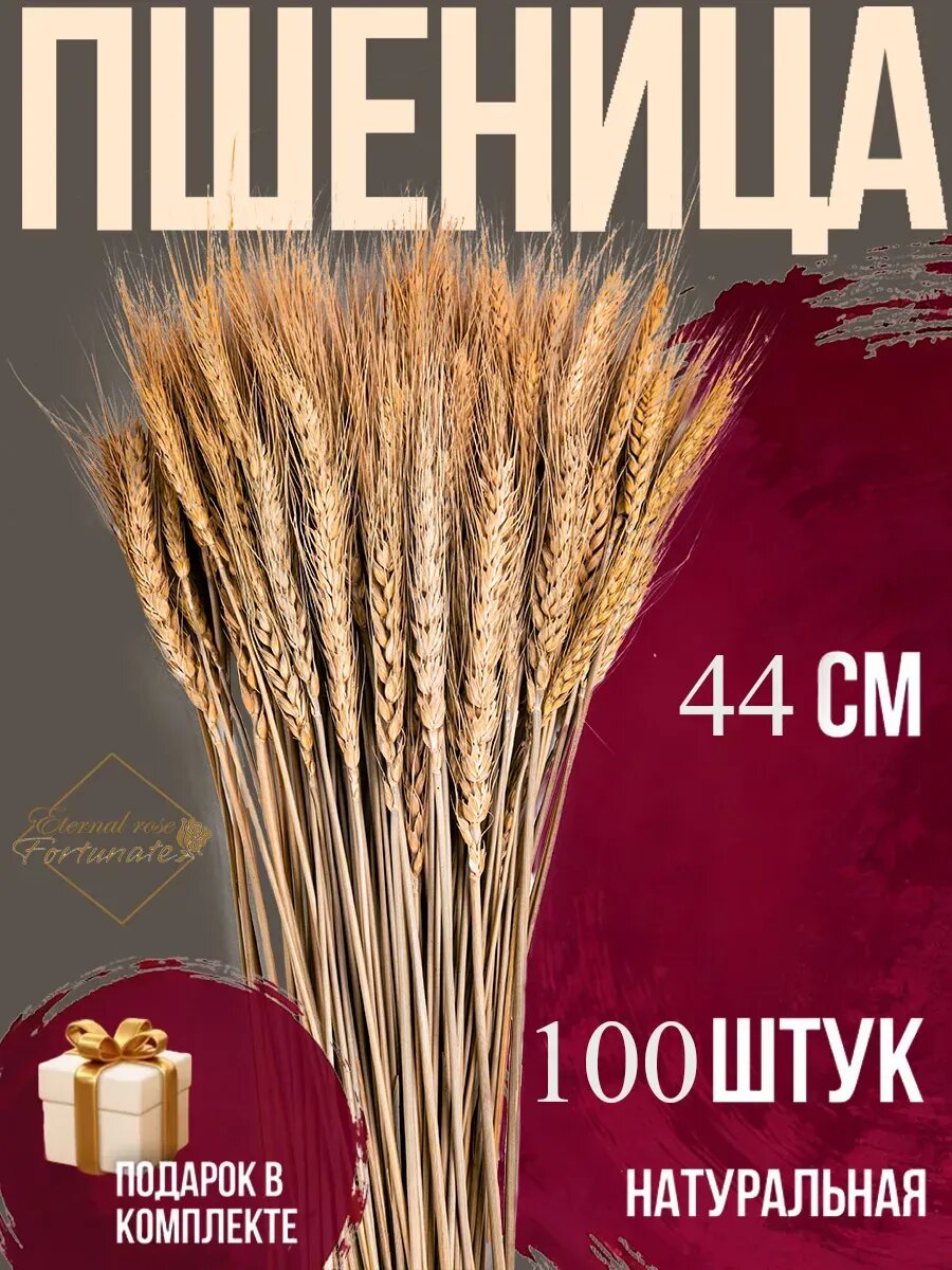Пшеница колосья сухоцветы, букет 100 шт (натуральный цвет)