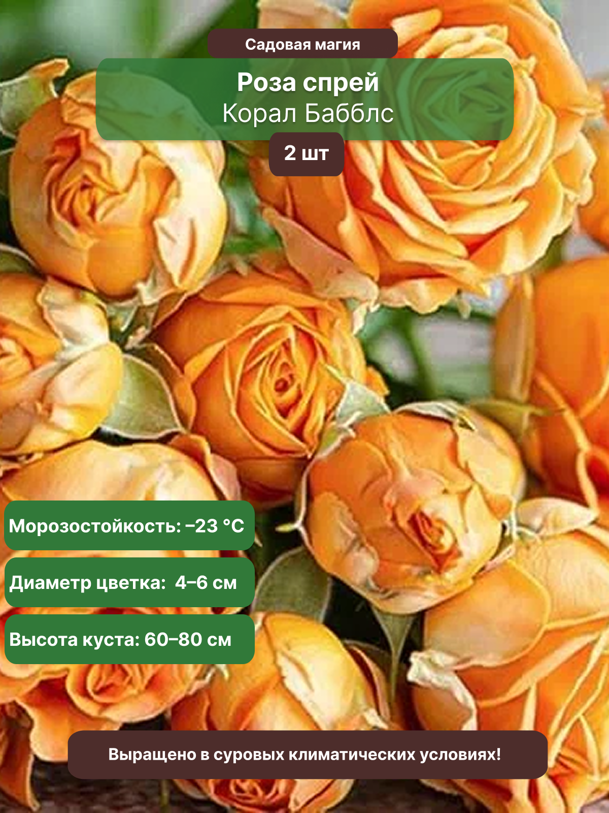 Роза спрей Корал Бабблс , 2 саженца , многолетняя , оранжевая