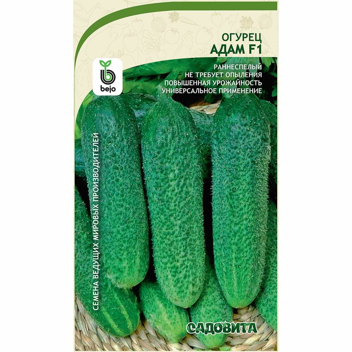 Семена огурец Адам F1 ( Bejo ) высокоурожайный , раннеспелый , самоопыляемый (5 семечек) Садовита .