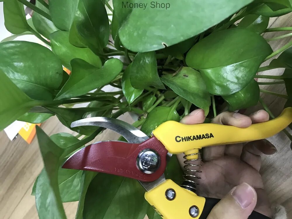 Секатор Chikamasa PS-8Y для обрезки веток, сбор фруктов и овощей, лезвие из высокоуглеродистой стали, Япония — фото 1
