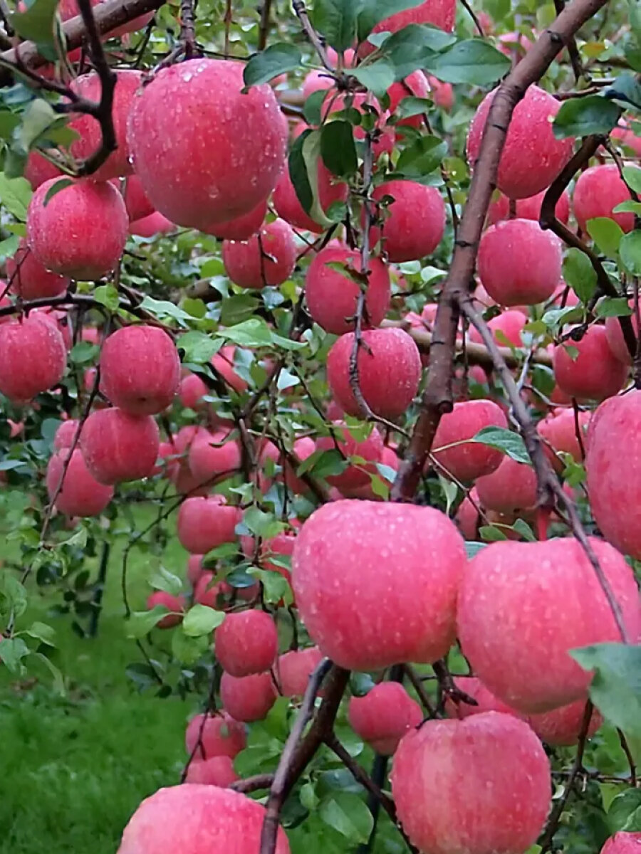 Яблоня "Налив розовый", морозостойкая, многолетняя, 2 года(зкс)