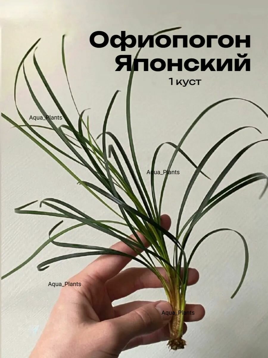 Офиопогон Японский (1 куст). Живые растения для аквариума