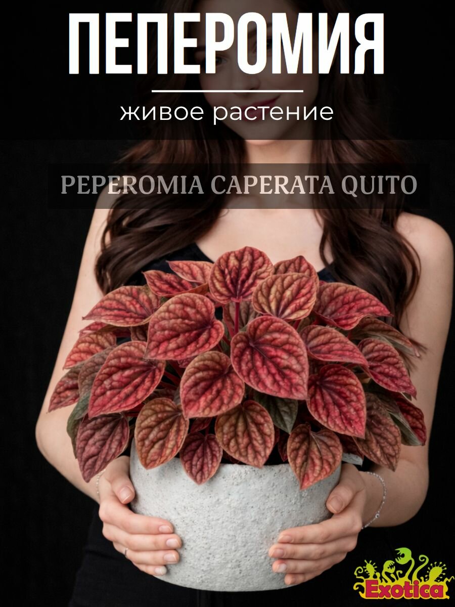 Пеперомия Каперата Квито (Peperomia Caperata Quito) D5см, живой цветок