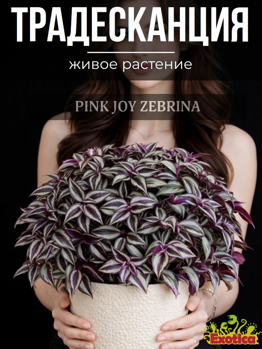 Традесканция Пинк Джой Зебрина (Tradescantia Pink Joy Zebrina) D6см, комнатный цветок