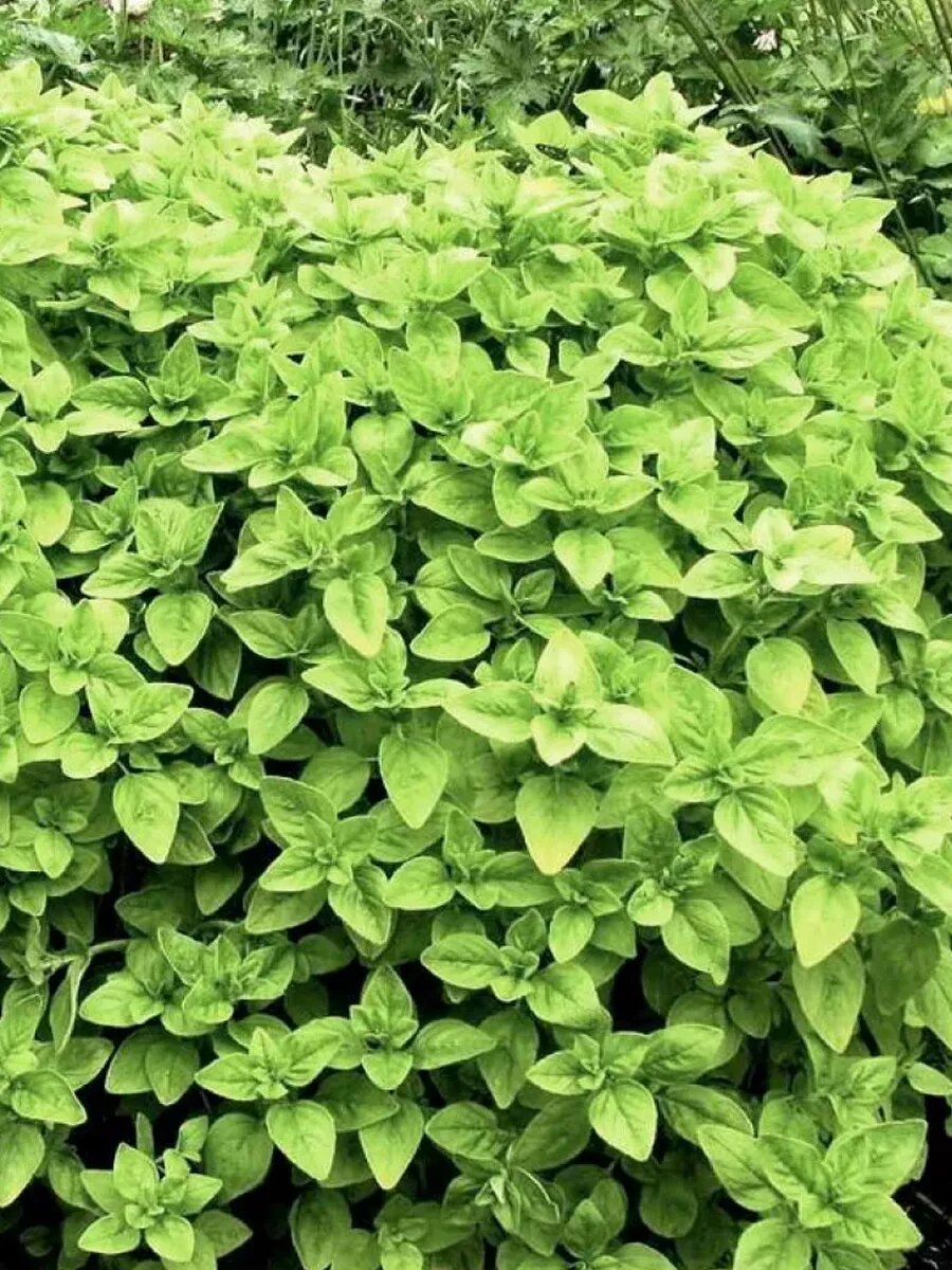 Душица обыкновенная Садовые Растения Green, розовая, многолетняя, 1 шт. — фото 1