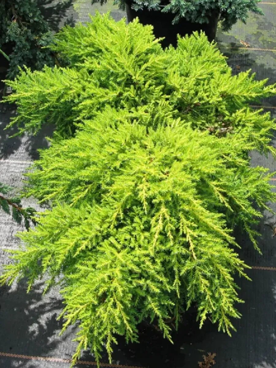 Можжевельник средний Gold Star