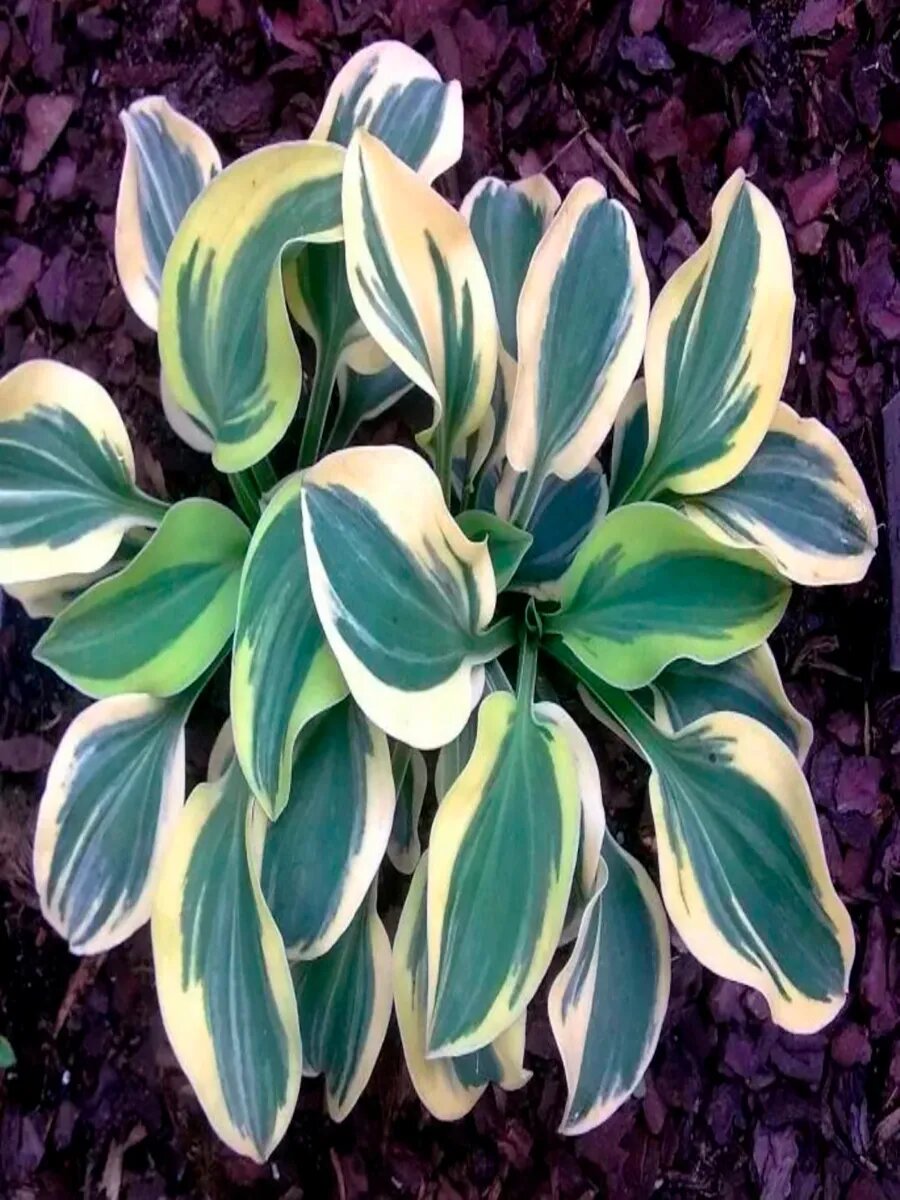 Хоста Mighty Mouse