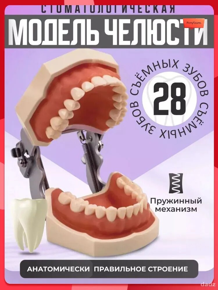 Анатомическая модель — фото 1
