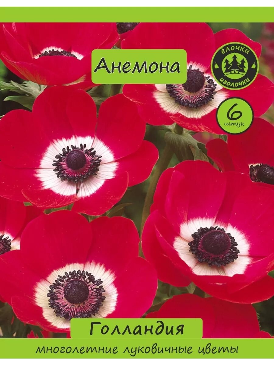 Анемона луковицы, Голландия 6 шт