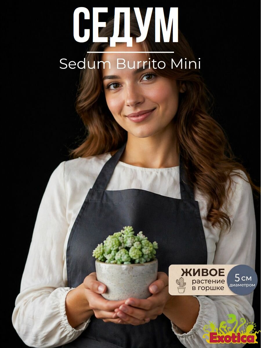 Седум Буррито Мини (Sedum Burrito Mini) D5см, домашнее растение
