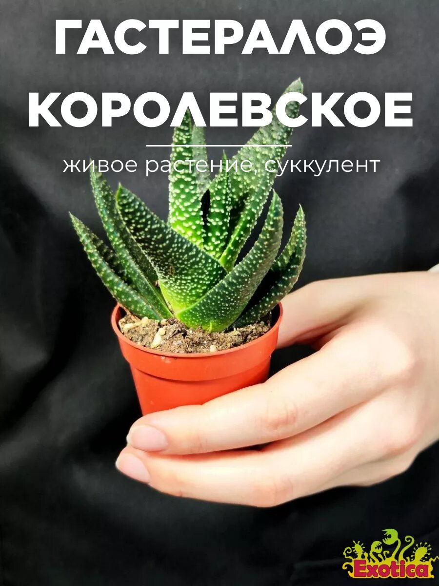 Гастералоэ Королевское Величество (Gasteraloe Royal Majesty) D5см, домашнее растение