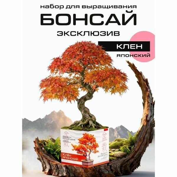 Набор для выращивания растений ЭкоКлуб Клён Японский