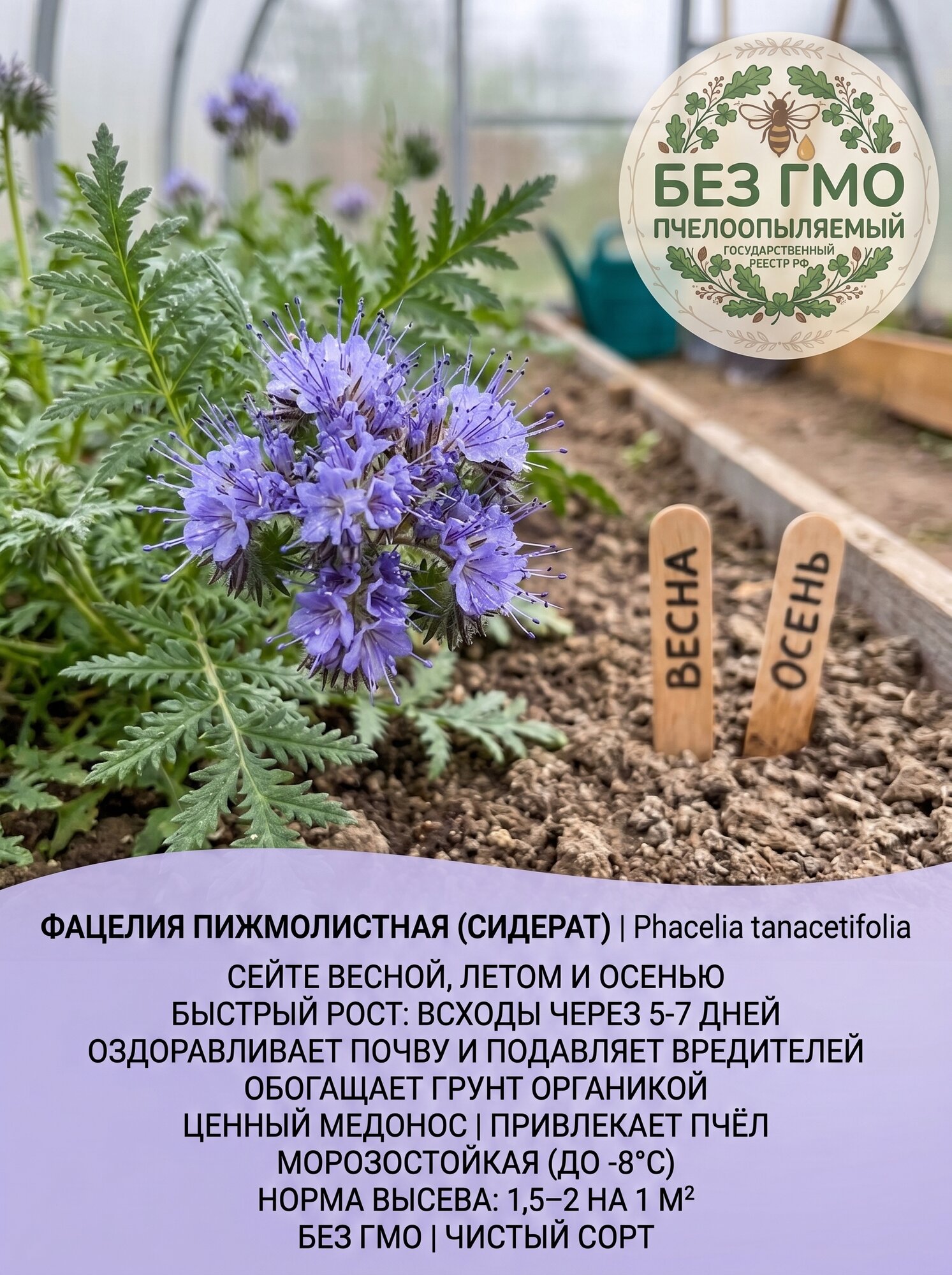 Семена Фацелия (сидерат, медонос) 40 г оздоравливает почву, подавляет сорняки, раскисляет, привлекает пчёл.