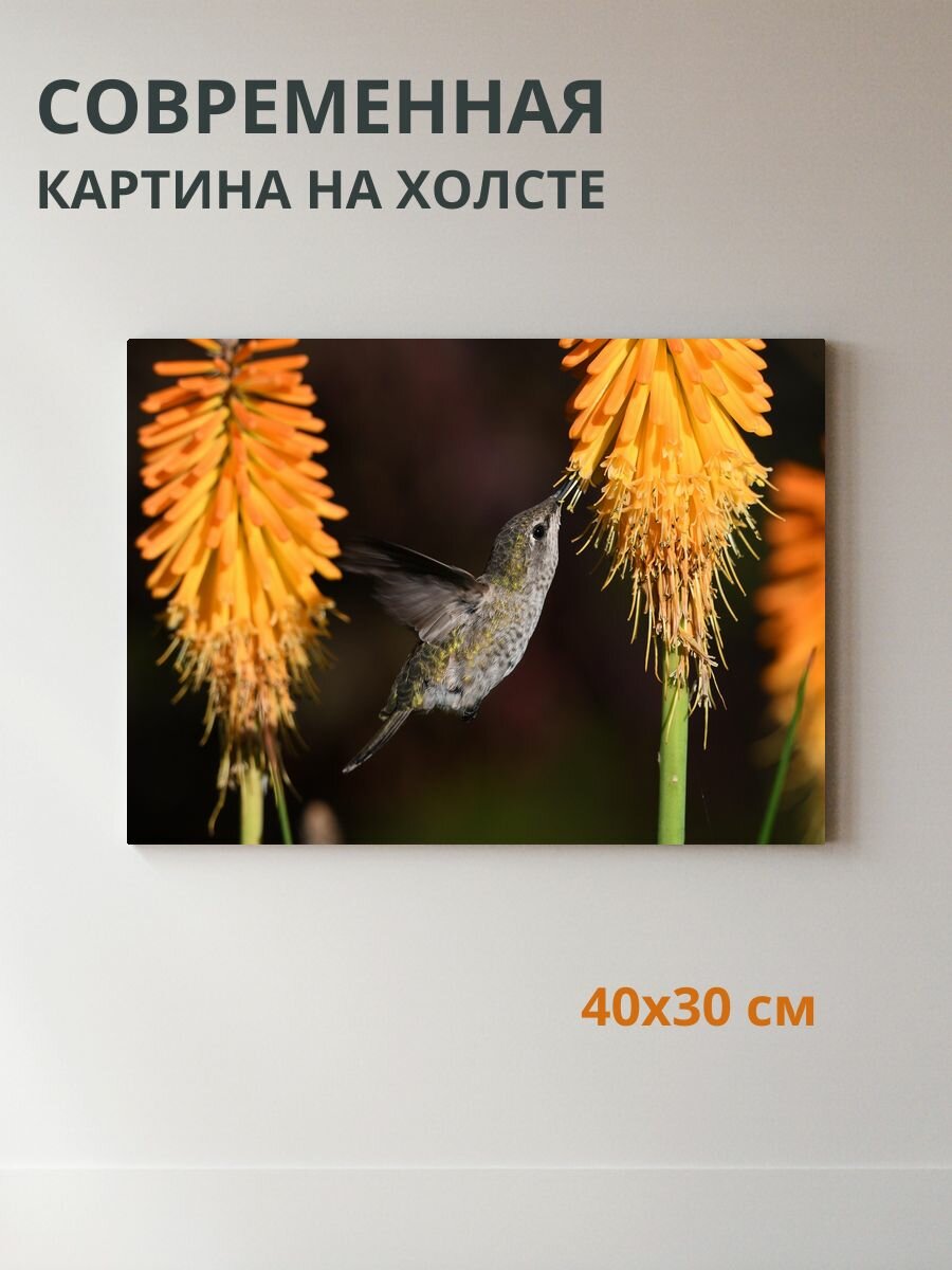 Картина на холсте Колибри и цветы 40x30 см