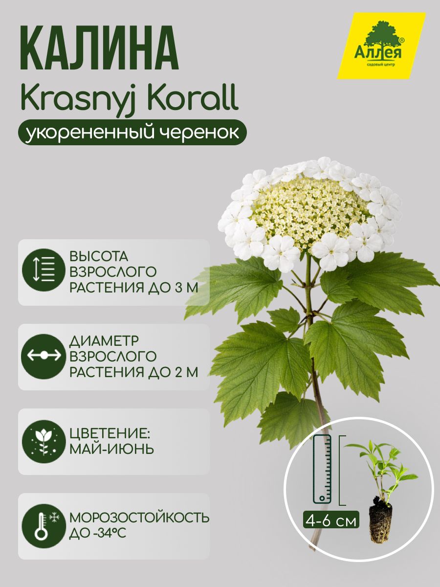 Калина обыкновенная Krasnyj Korall укорененный черенок, 1 шт.