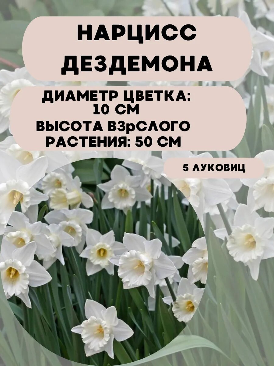 Луковицы нарцисса махрового