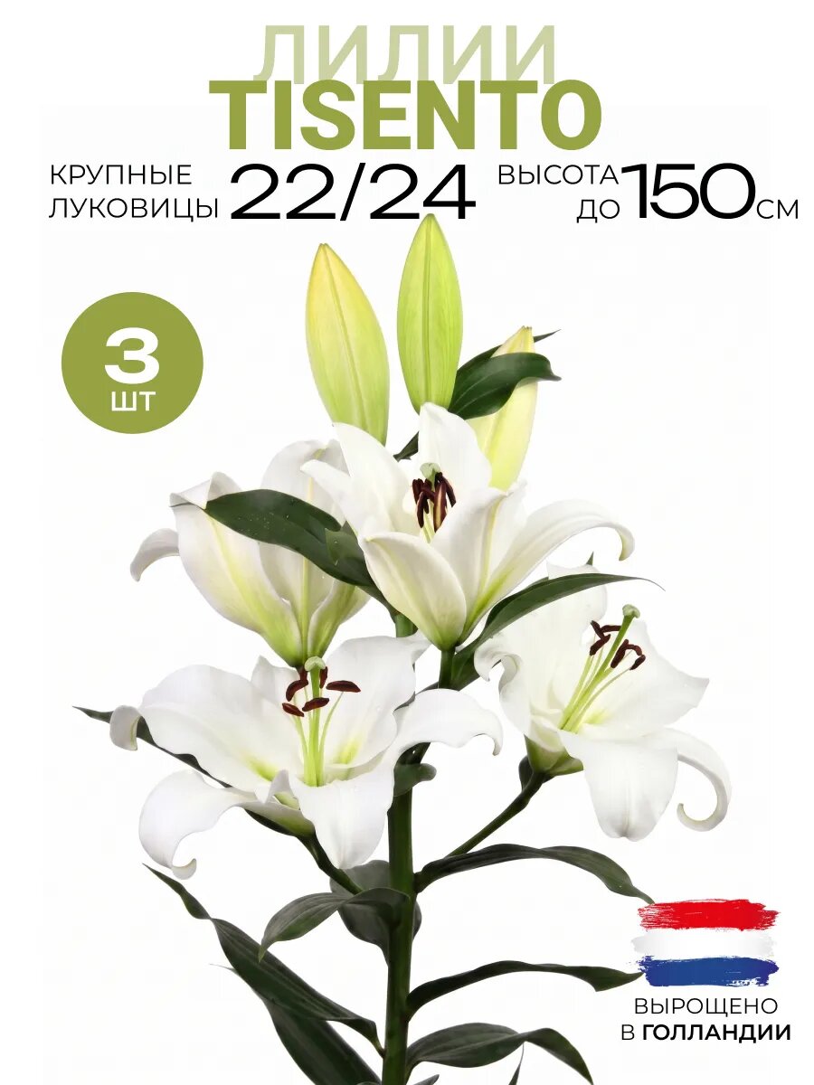 Лилии луковицы многолетние крупные морозостойкие
