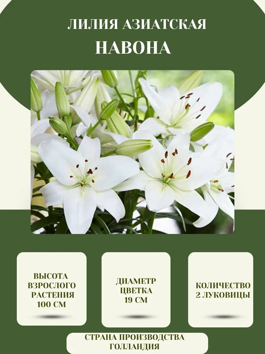 Лилии луковицы/ Луковичные растения