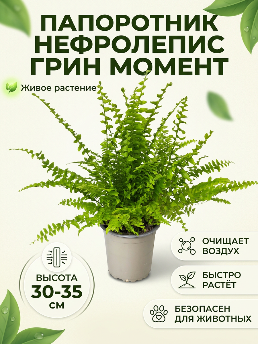 Папоротник Нефролепис Грин Момент живое комнатное растение в горшке для дома и офиса