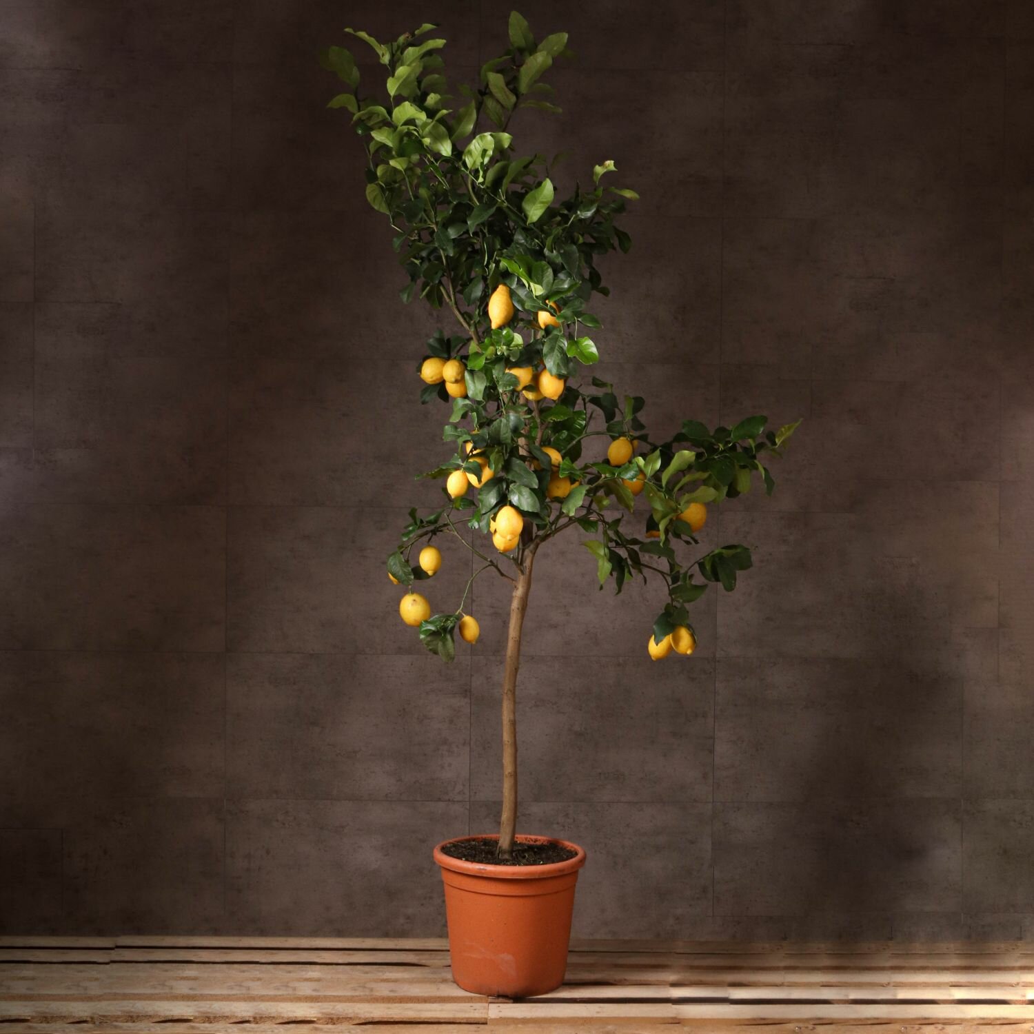 Лимонное дерево 200/35