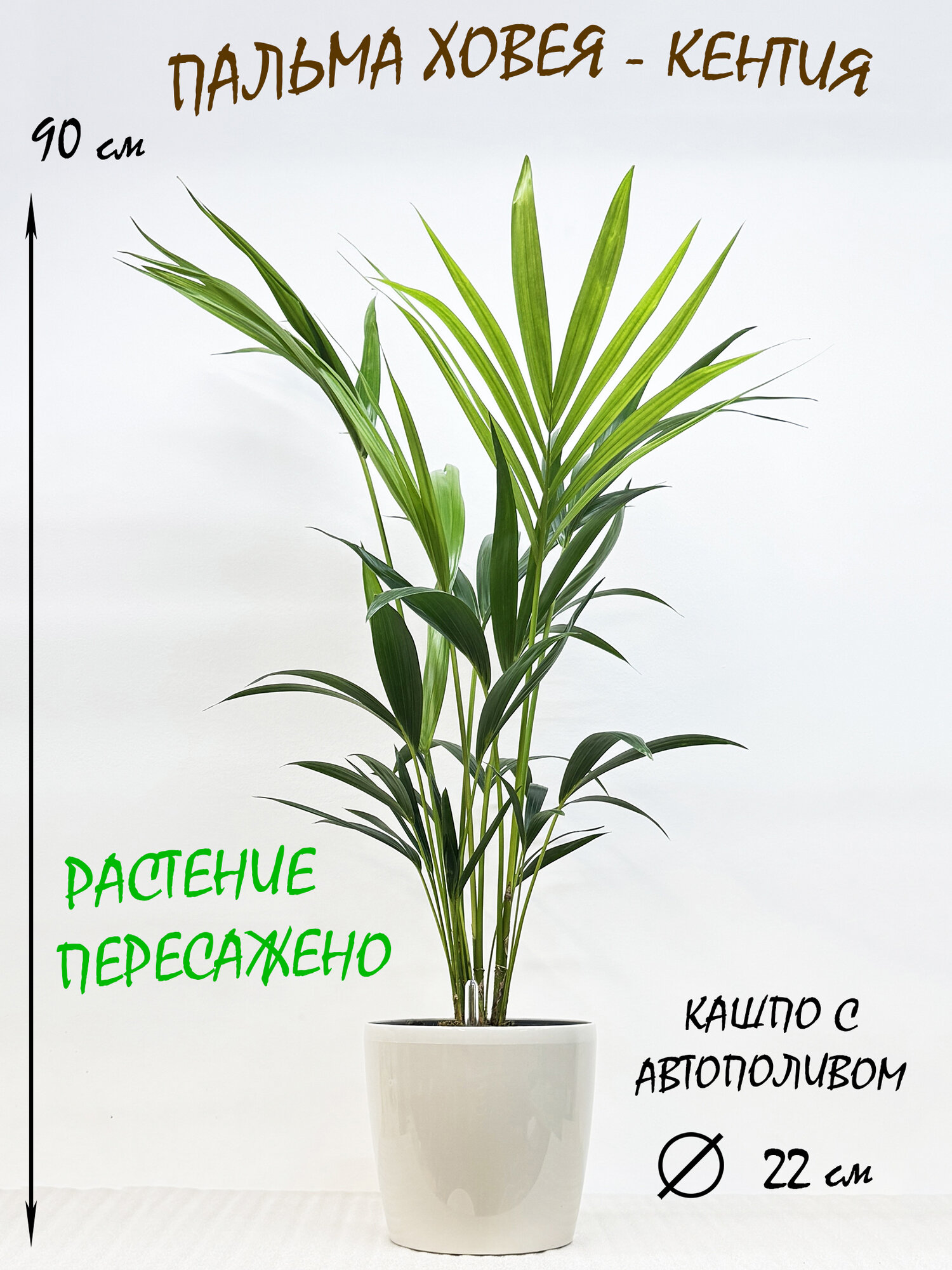 Пальма Ховея в кремовом кашпо с автополивом, высота 90-95 см