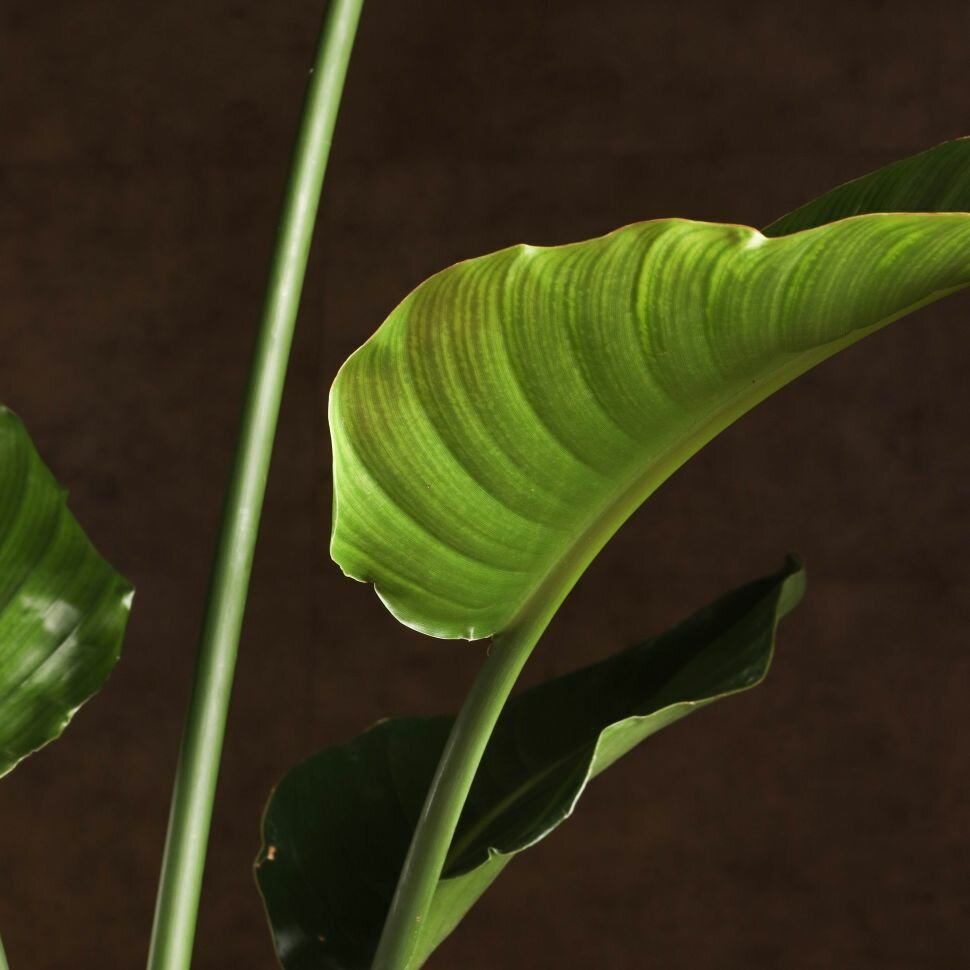 Стрелиция 140/24 от LuxuryPlants - продавца горшечных растений из Нидерландов