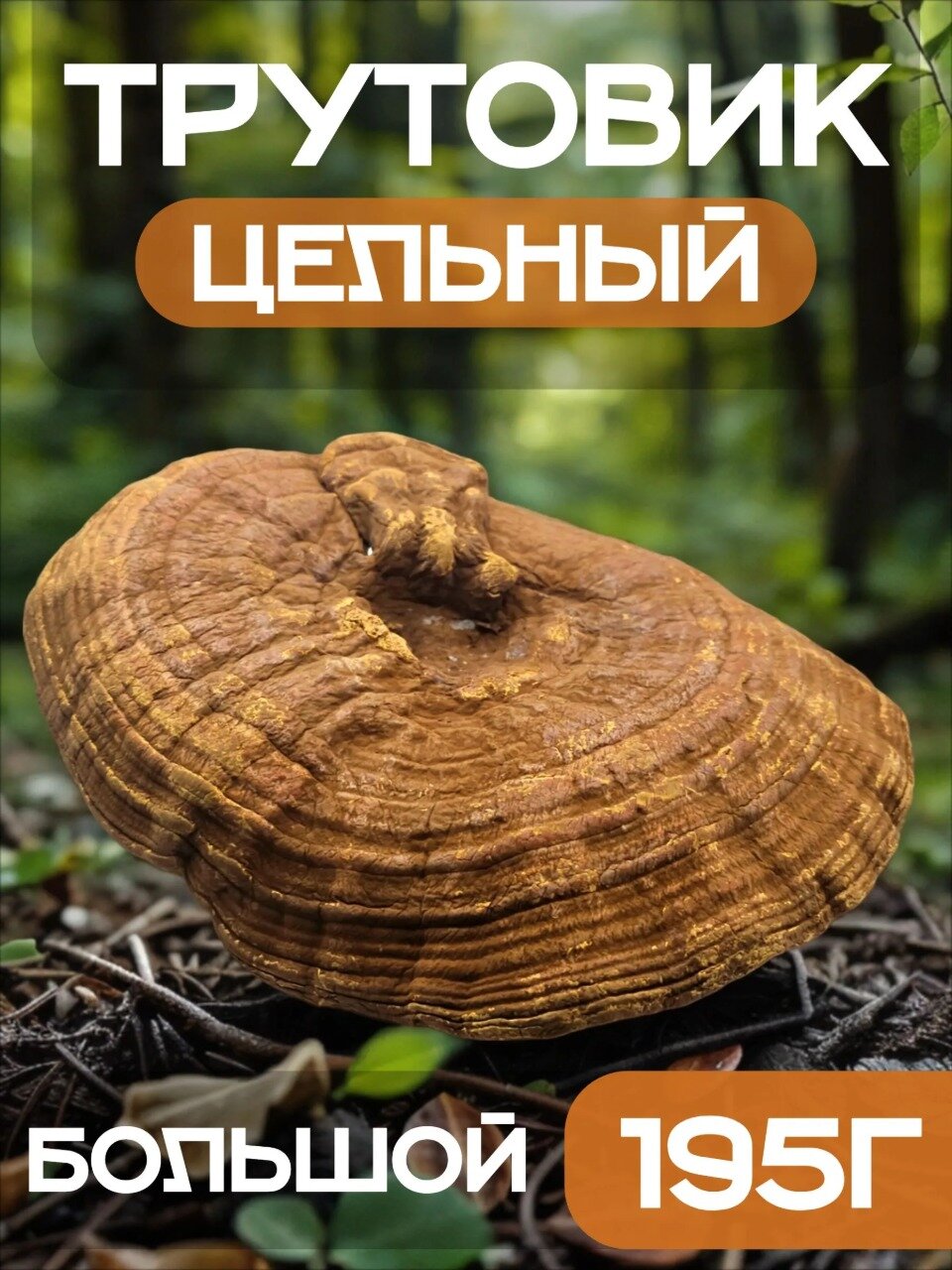 Гриб Рейши цельный, 1 шт. (большой) натуральный без добавок и консервантов