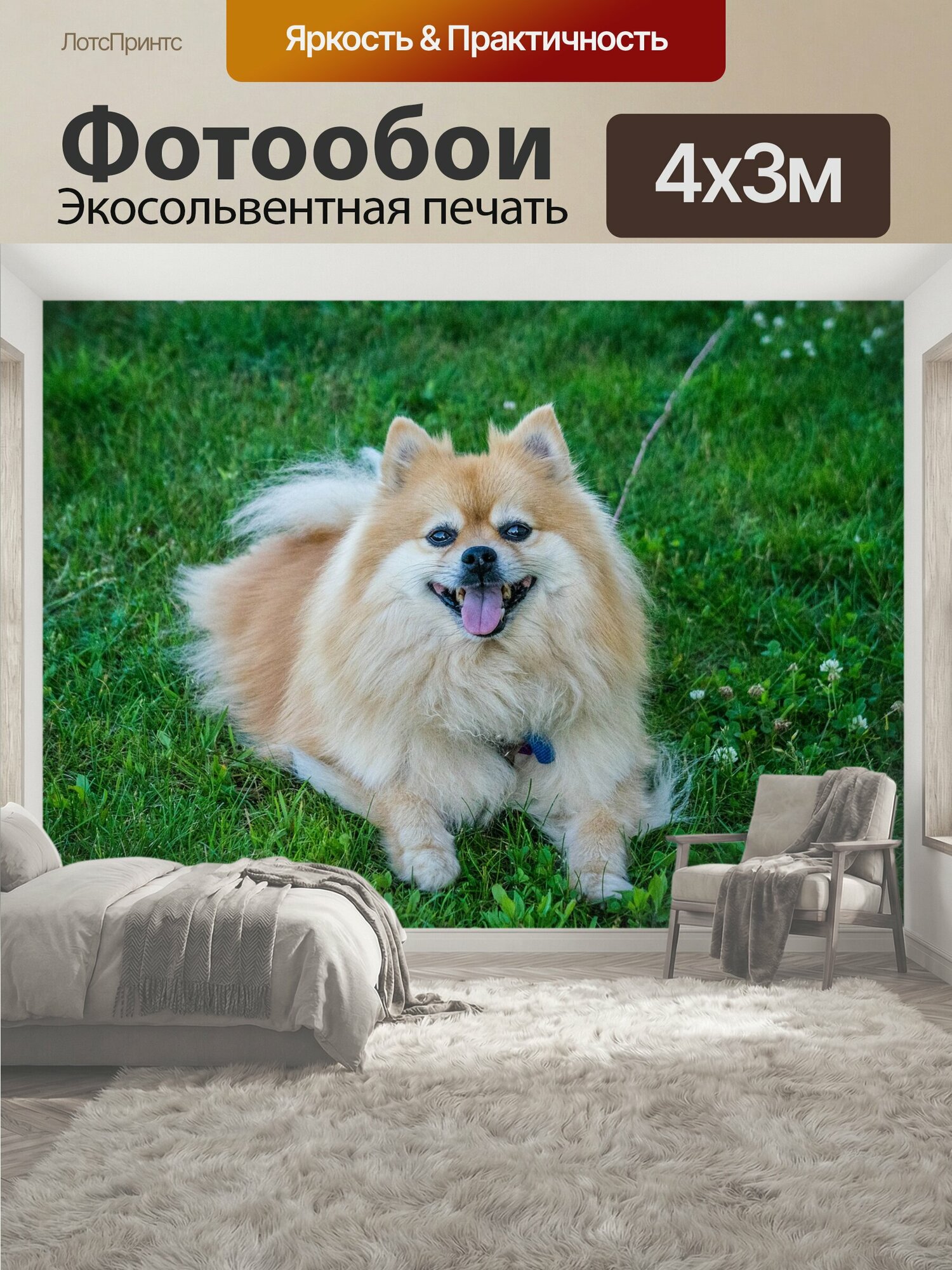 Фотообои "Собака, померанский шпиц, милый" 400x300 см. экосольвентная печать