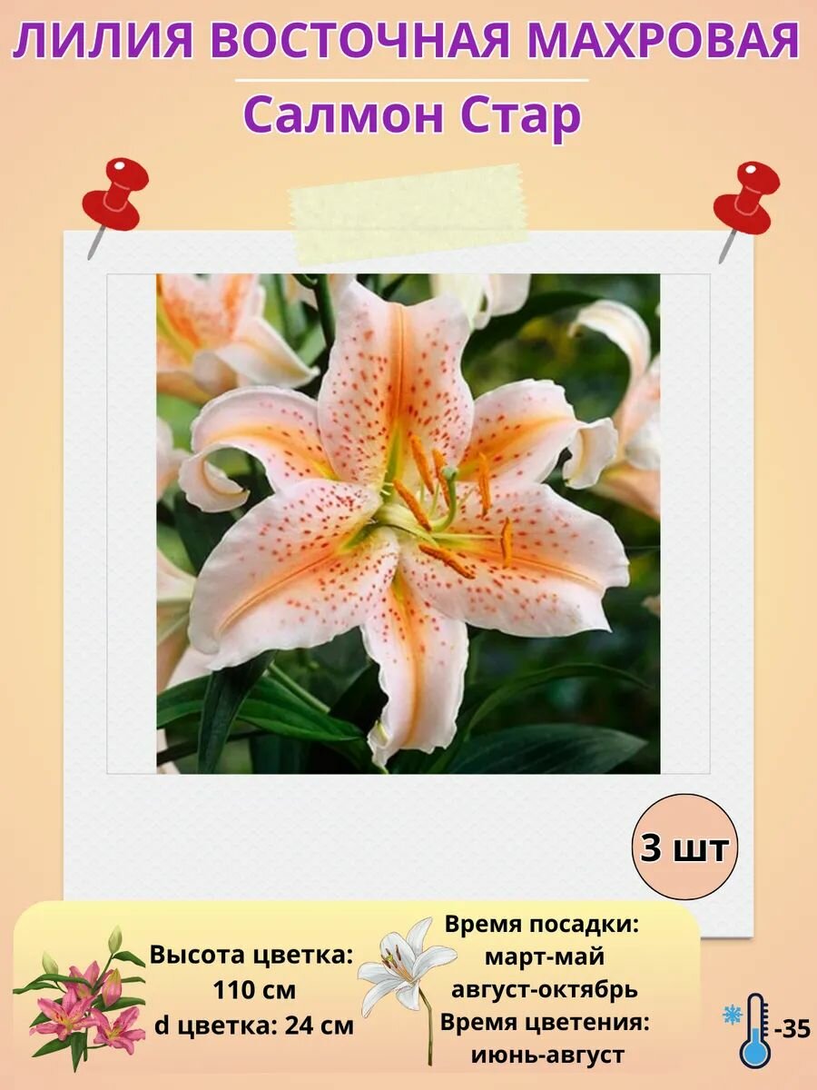 Лилия луковицы, многолетние цветы для посадки,3 штуки