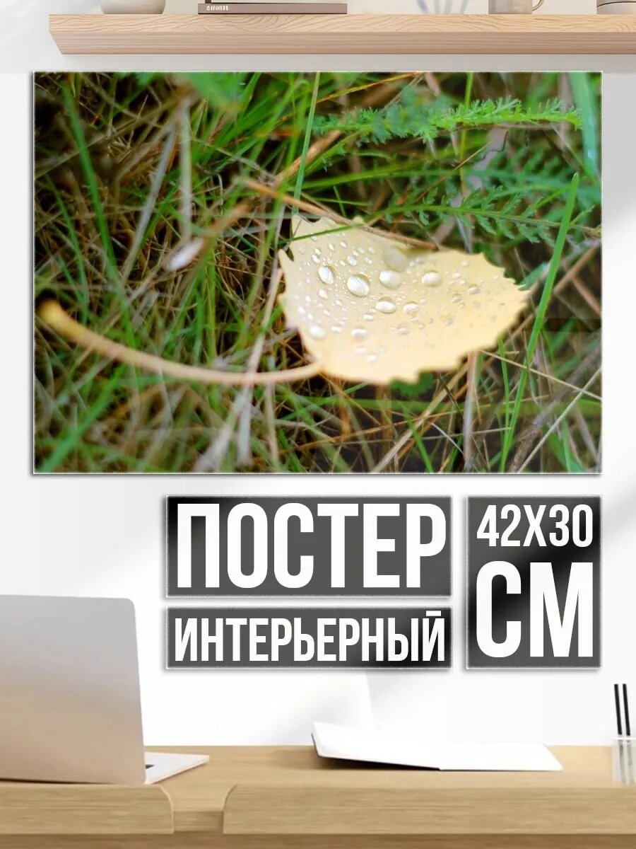 Плакат постер лист с каплями росы