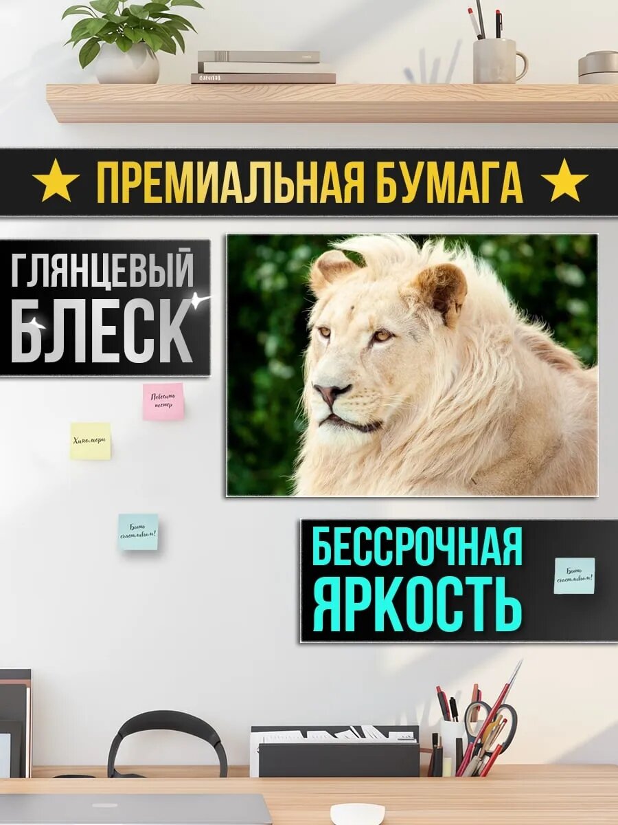 Плакат постер белый лев — фото 1