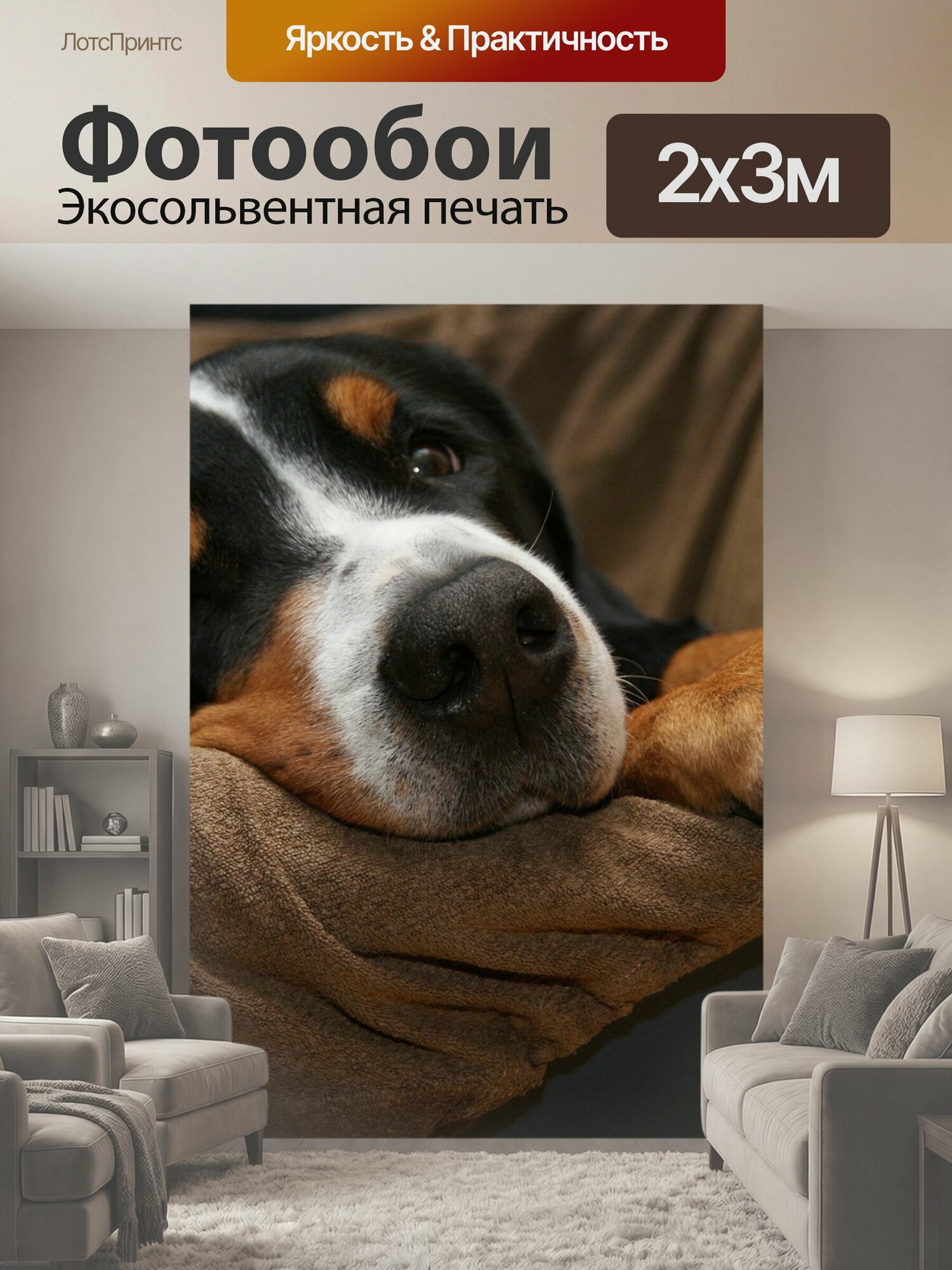 Фотообои "Швейцер бернского зенненхунда, собака, горная собака" 200x300 см. экосольвентная печать