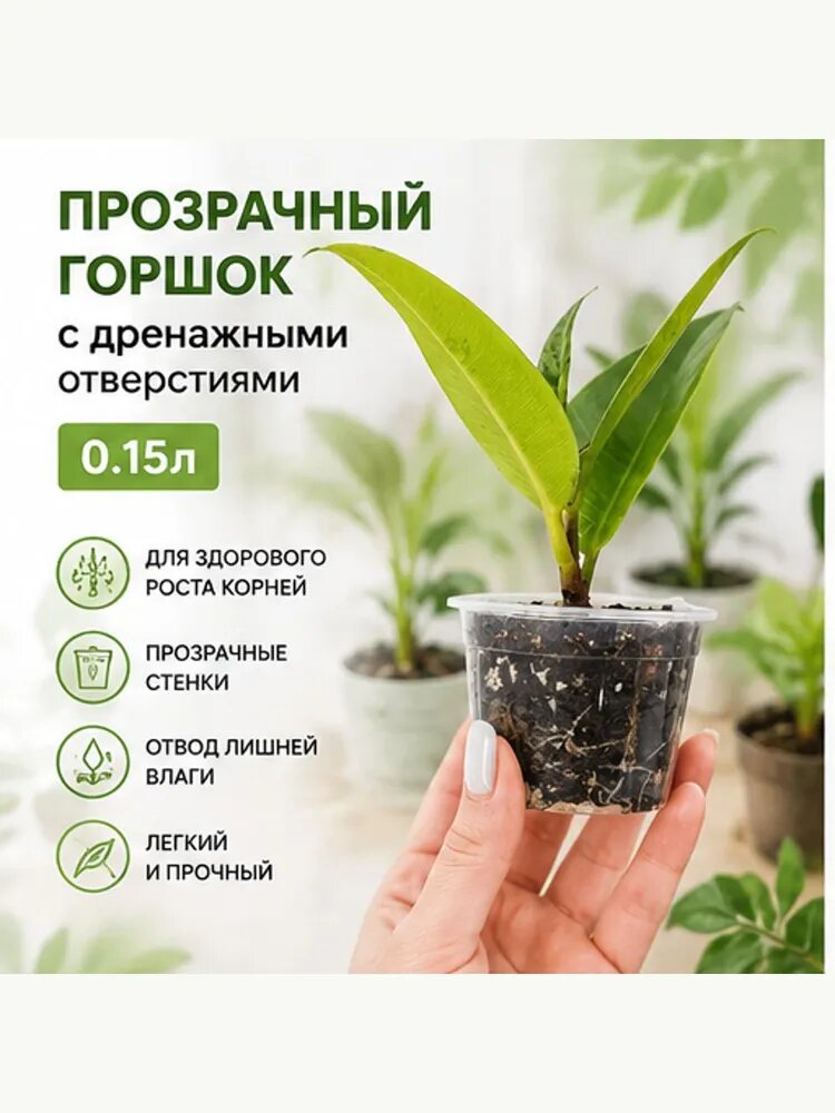 Горшок сетчатый 0.15 л, 5.5 см, 10 шт, цвет прозрачный