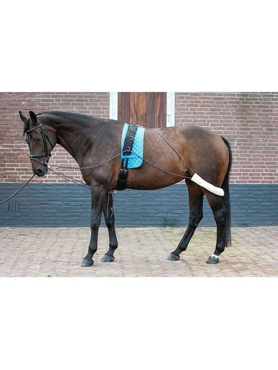 Шлея Пессоа тренировочная система Harry's Horse Синия