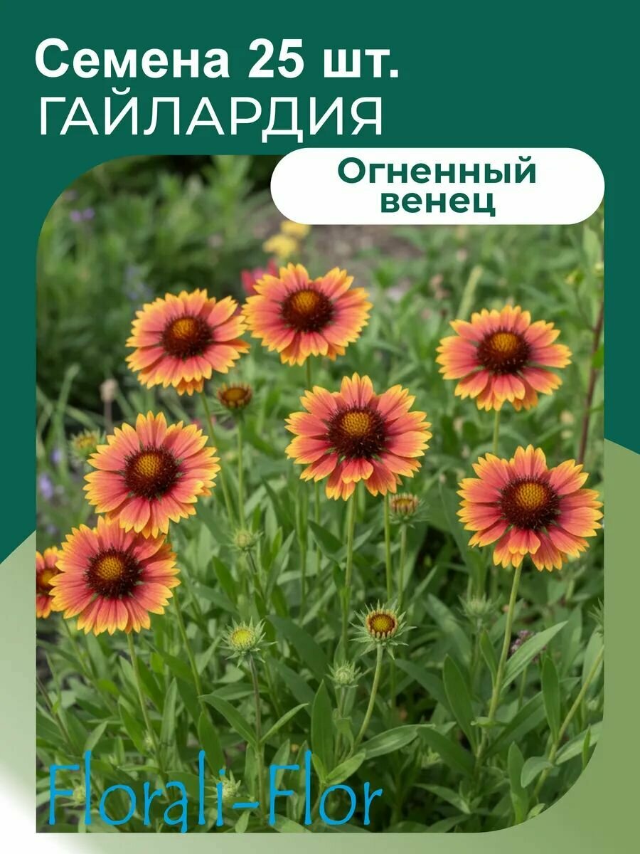 Гайлардия Семена
